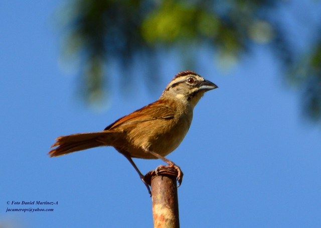 Rusty Sparrow | Birds for Beer