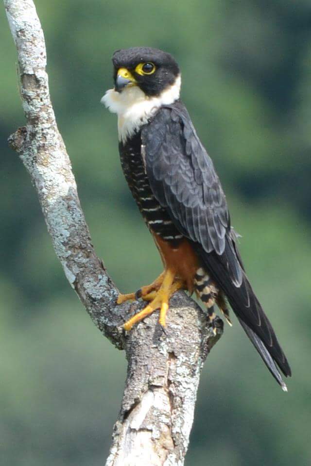 Bat Falcon at La Muralla Waterfall | Birds for Beer