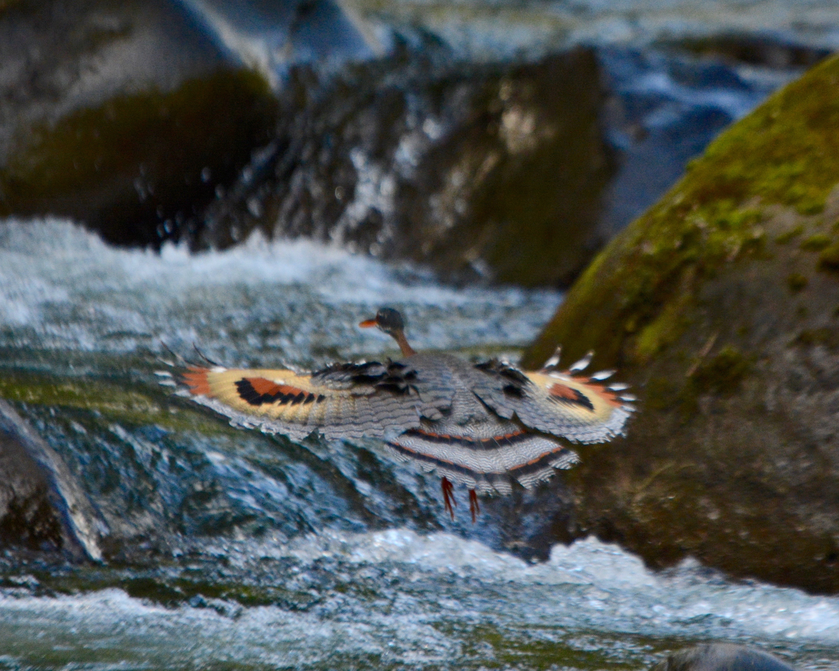 Return to the Rio Tuis valley | Birds for Beer