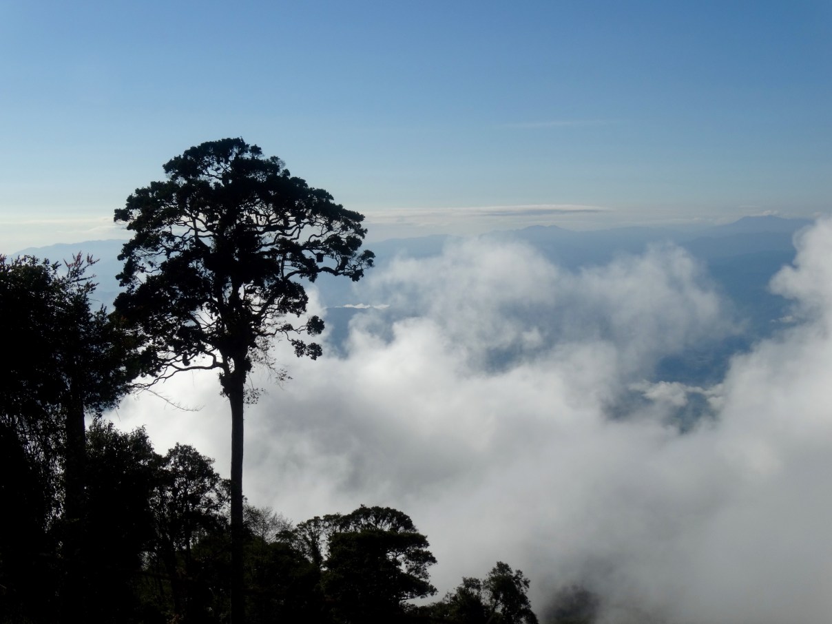 Quetzals under the Turrialba Volcano | Birds for Beer
