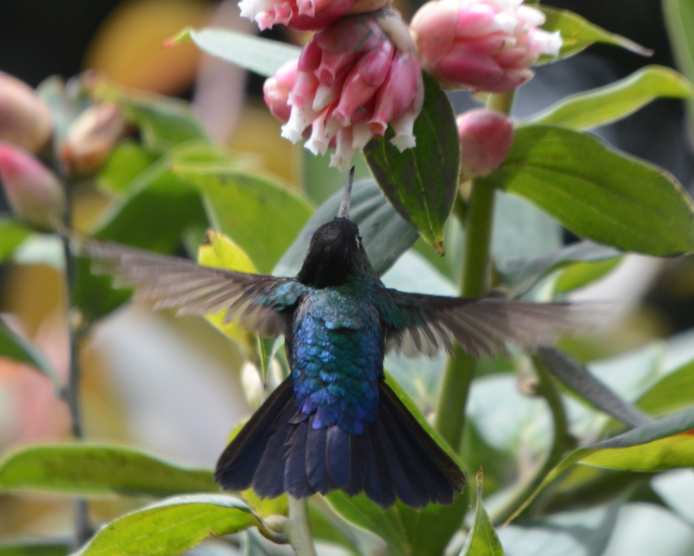 Quetzals under the Turrialba Volcano | Birds for Beer