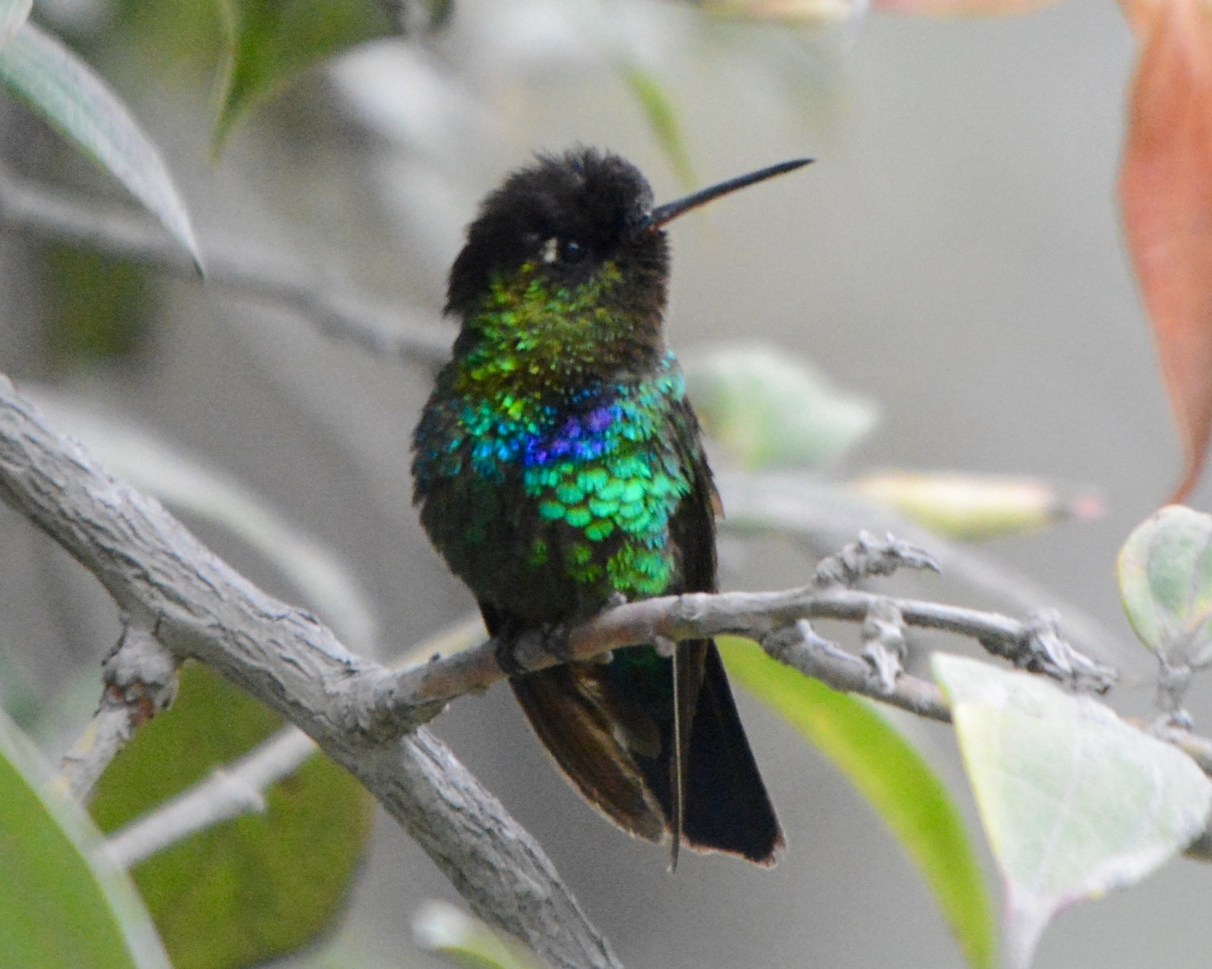 Quetzals under the Turrialba Volcano | Birds for Beer