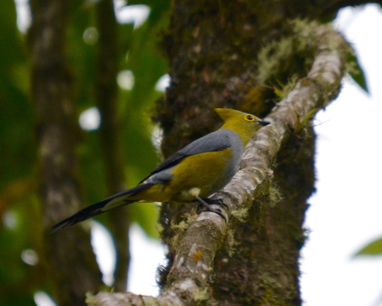 Quetzals under the Turrialba Volcano | Birds for Beer