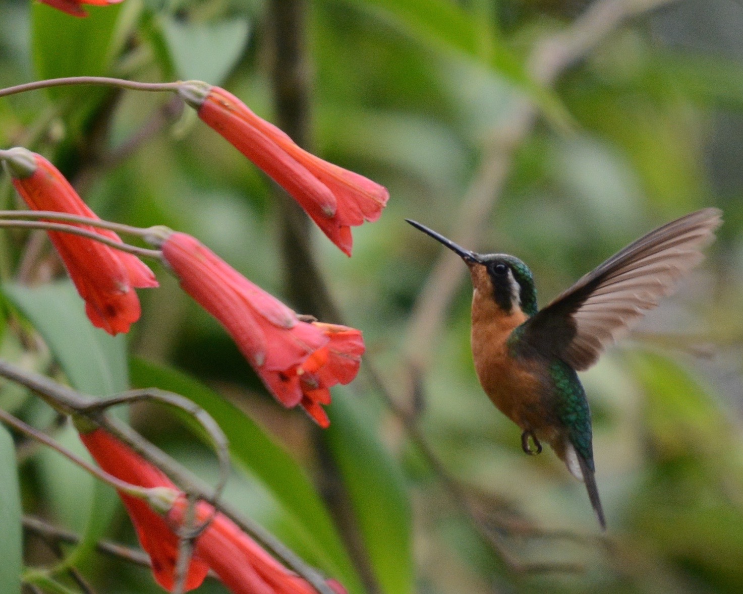 Quetzals under the Turrialba Volcano | Birds for Beer