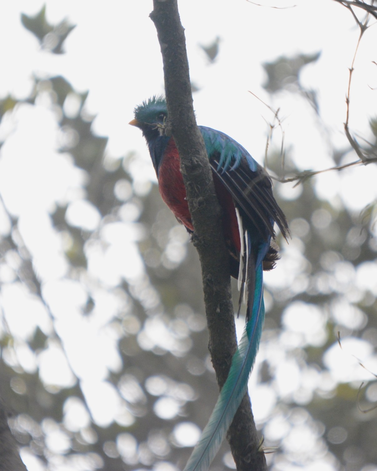 Quetzals under the Turrialba Volcano | Birds for Beer