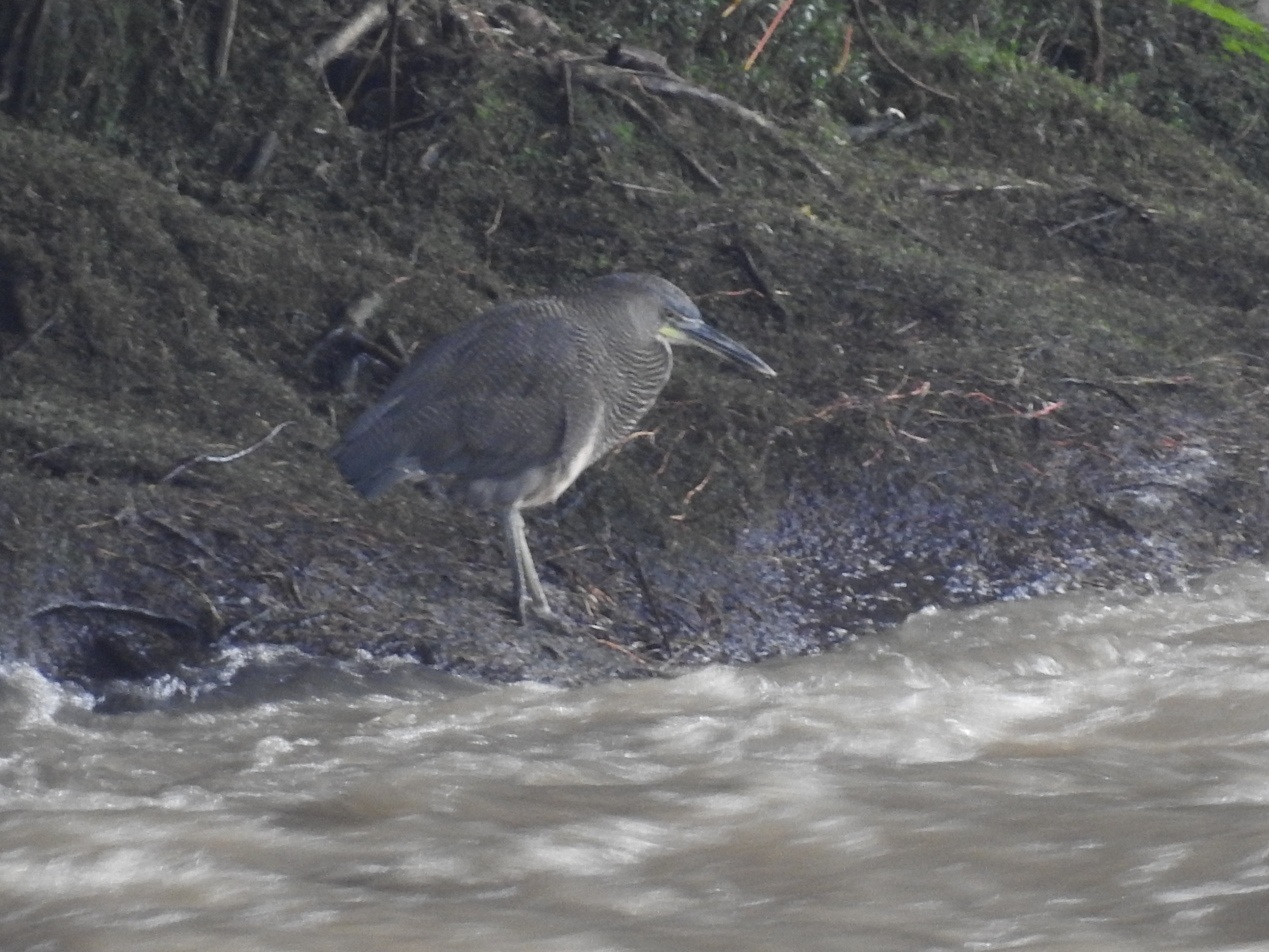 Peralta – tiger-herons, vultures and caracaras | Birds for Beer