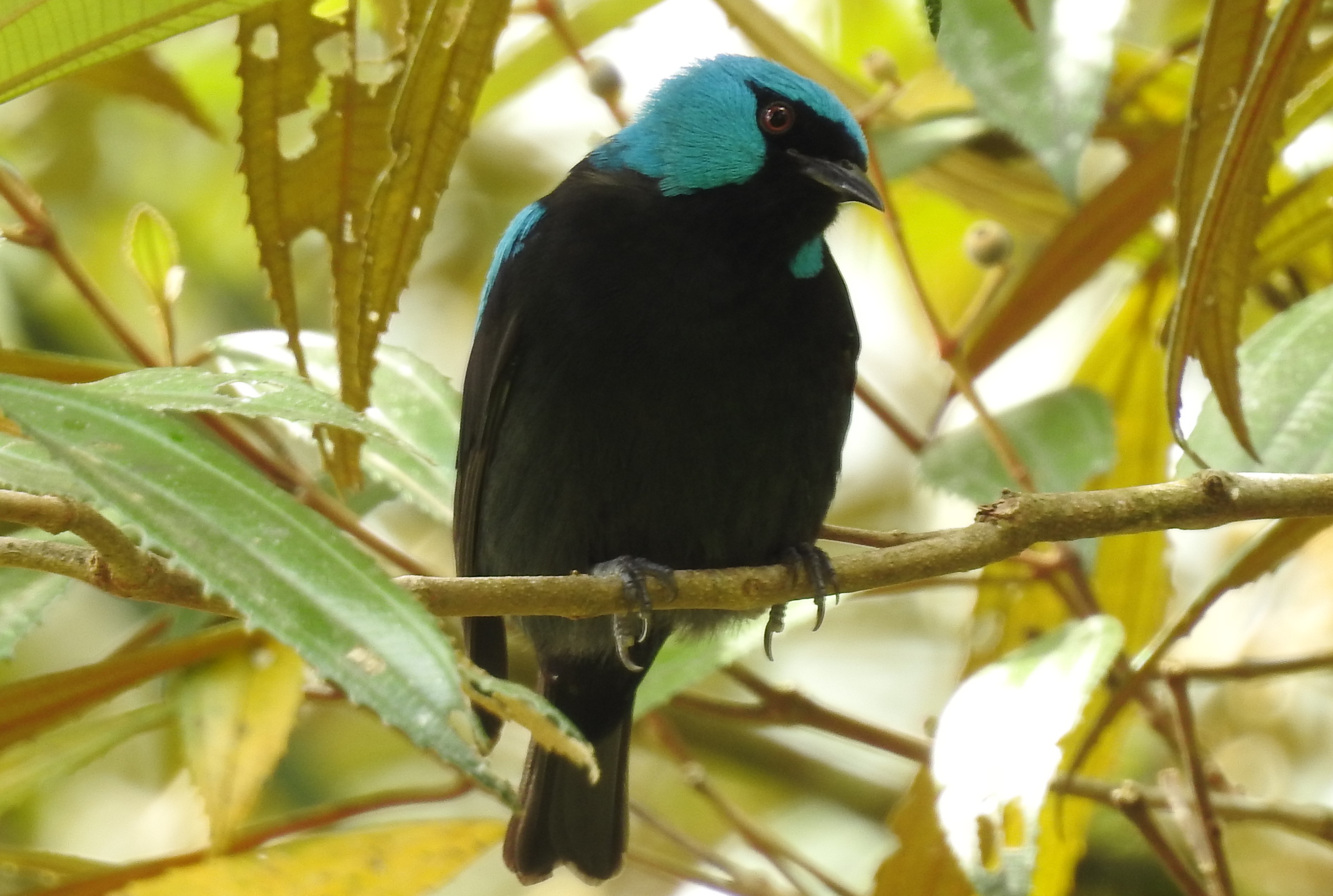 Flocking Scarlet-thighed Dacnis | Birds for Beer