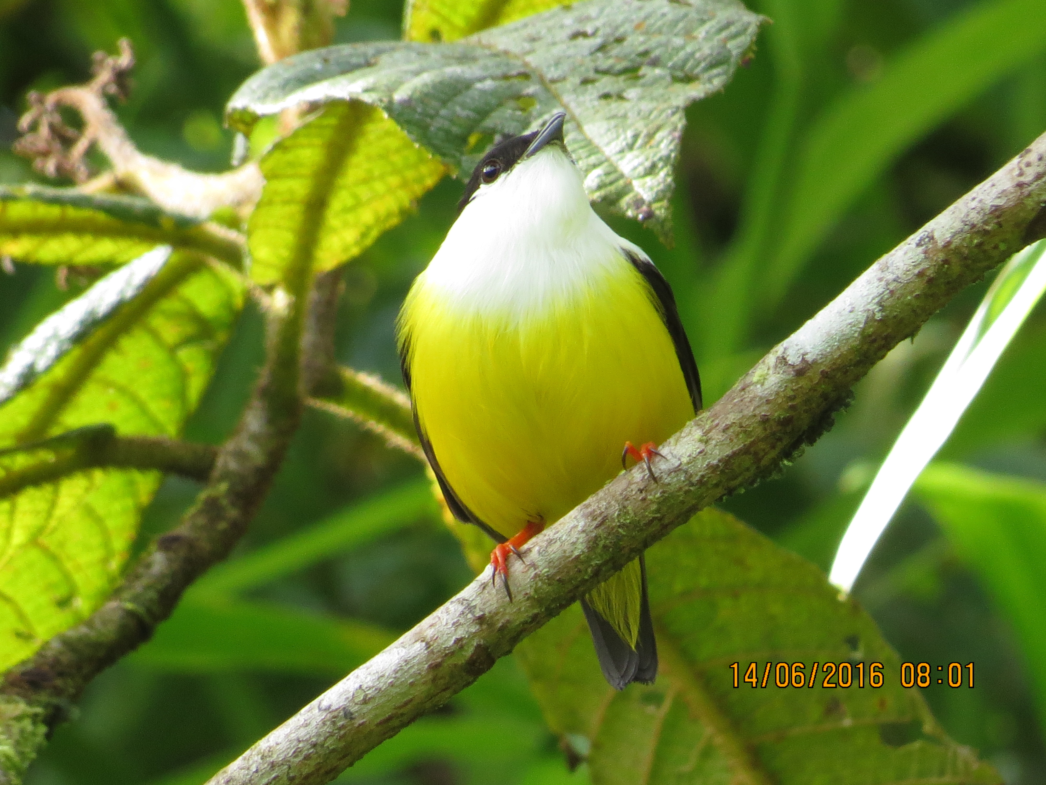 Orange-collared Manakin – lek in the south Pacific | Birds for Beer