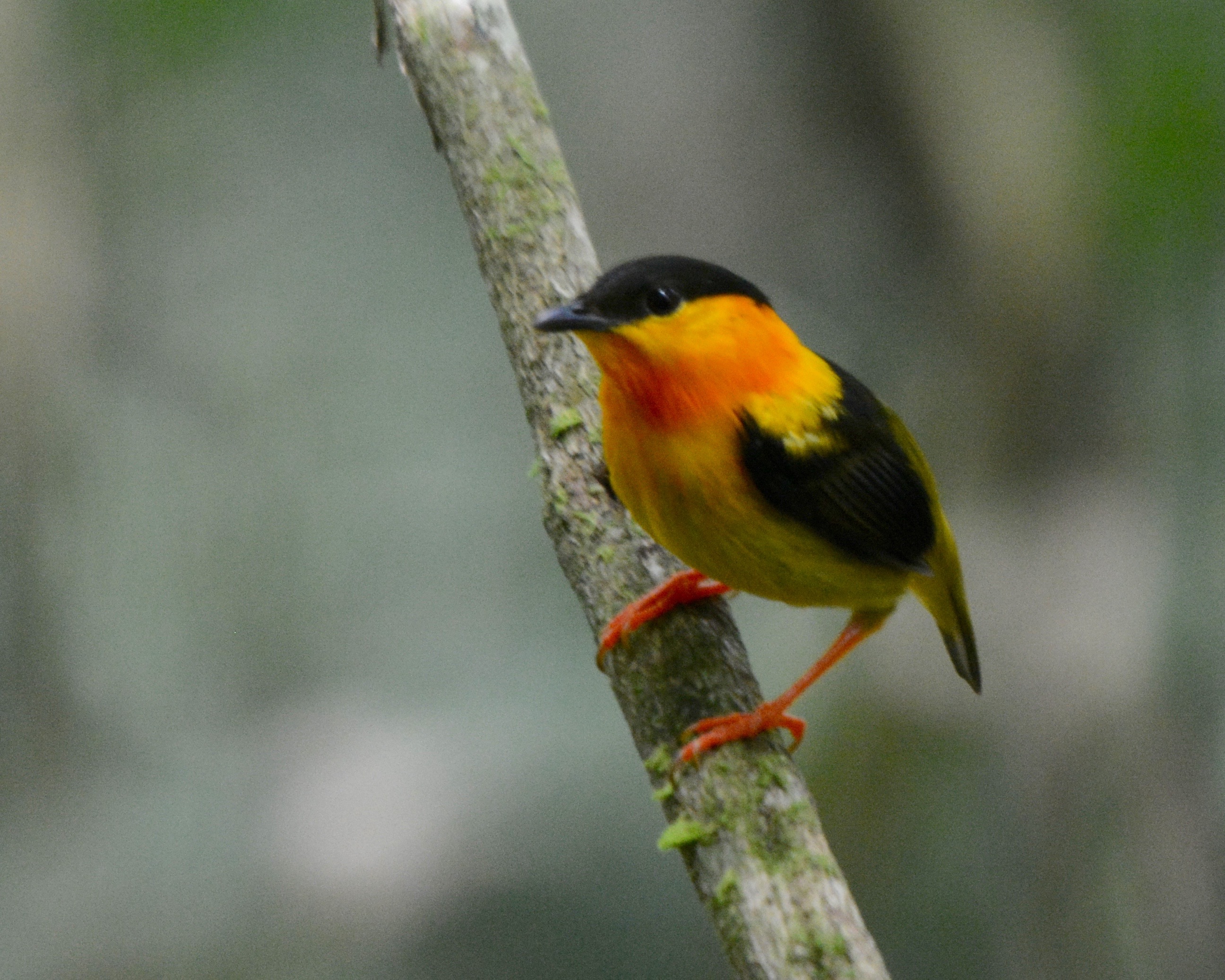 Orange-collared Manakin – lek in the south Pacific | Birds for Beer