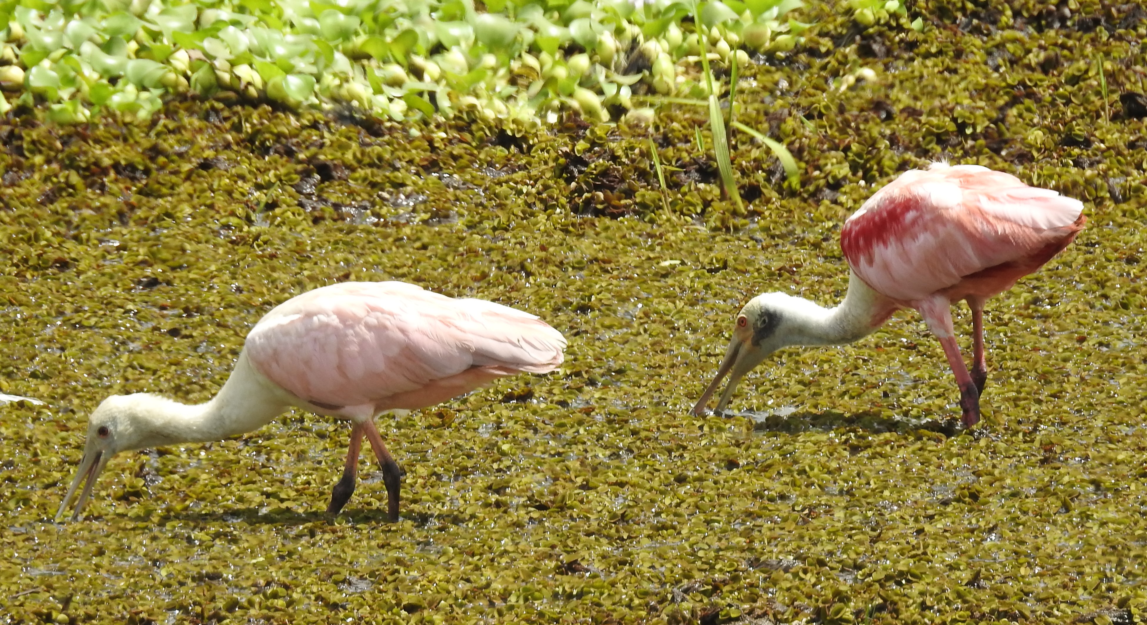 Roseate Spoonbill and White Ibis | Birds for Beer