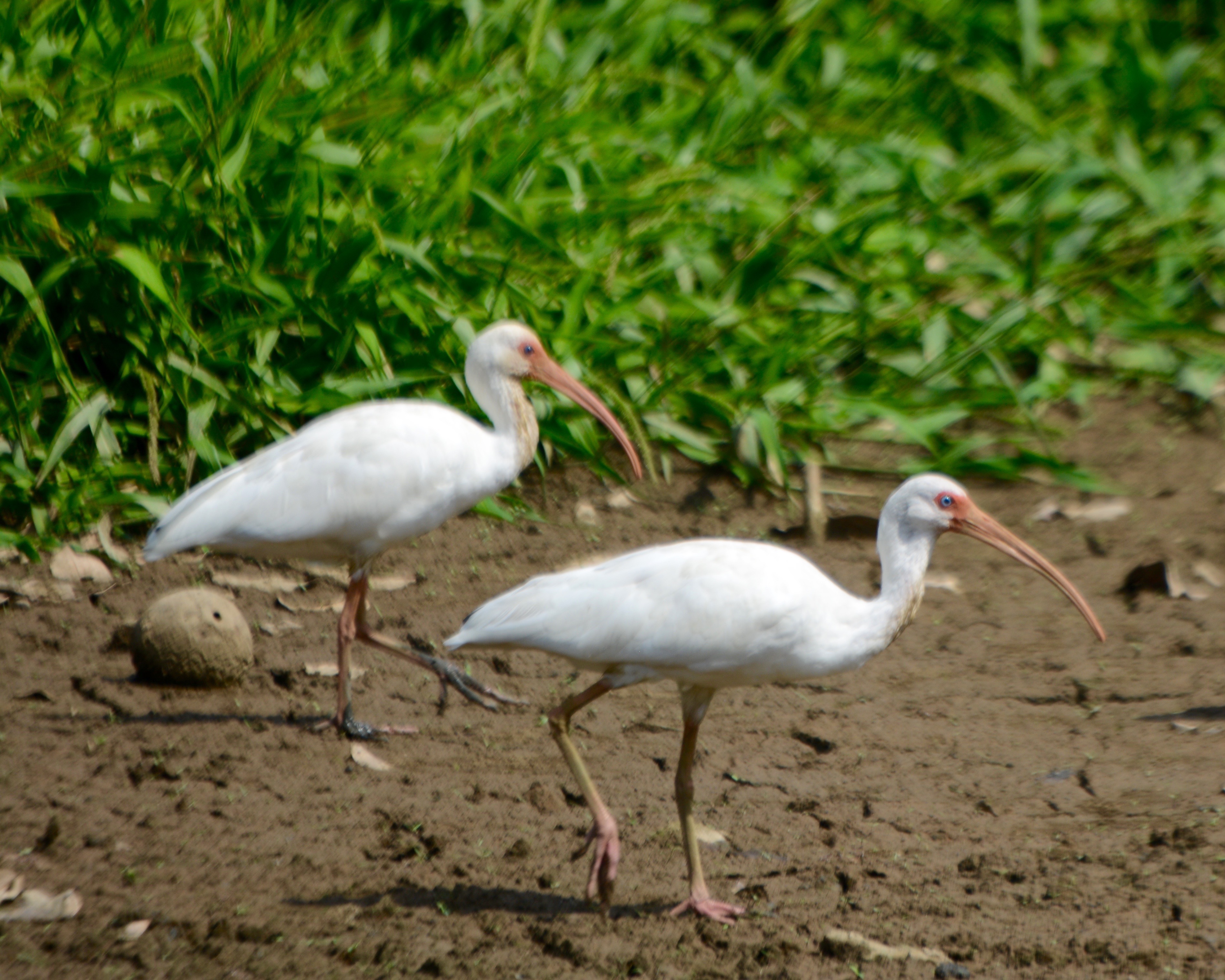 Roseate Spoonbill and White Ibis | Birds for Beer