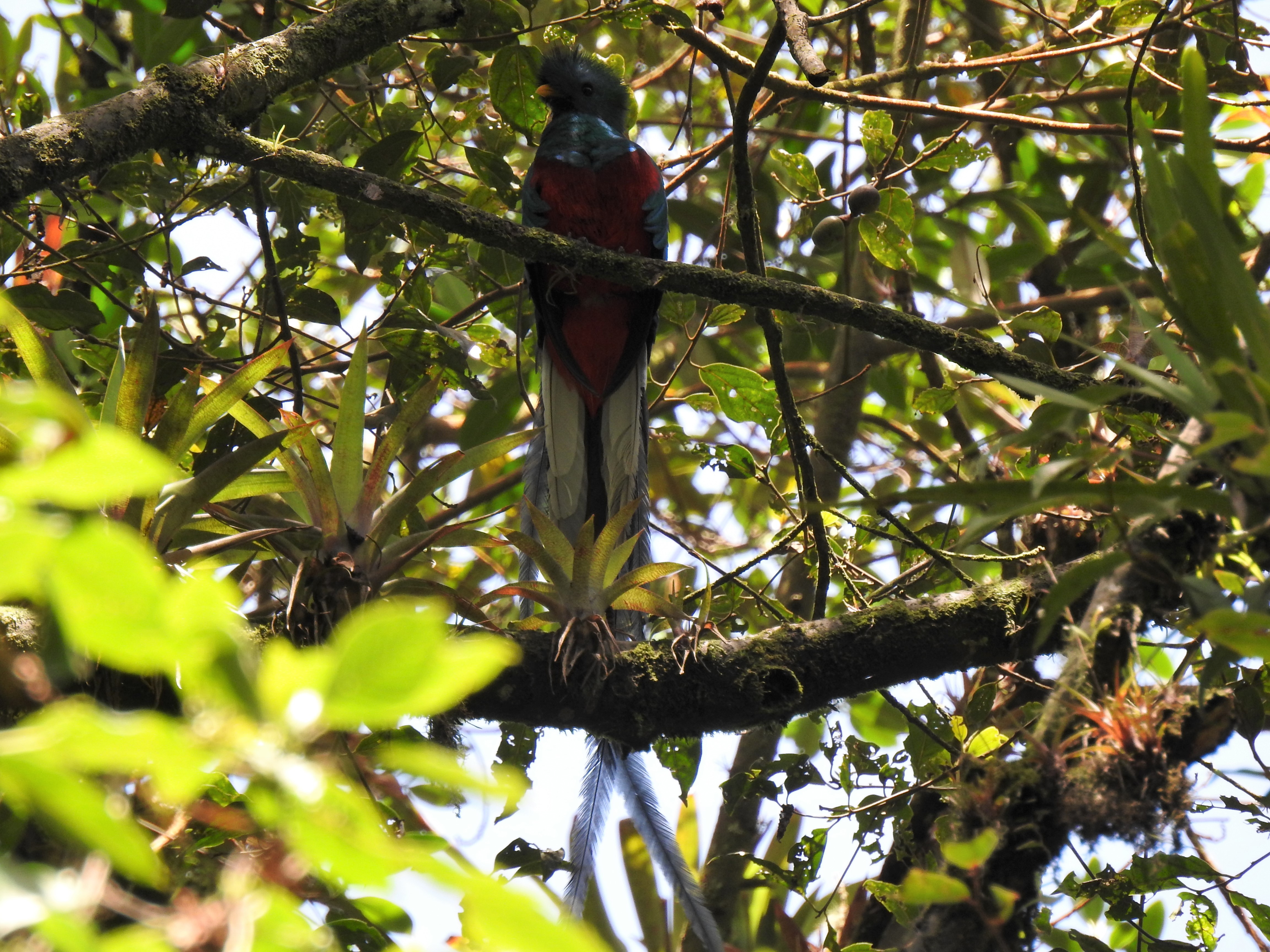 Resplendent Quetzal – always present at the Turrialba Volcano | Birds ...