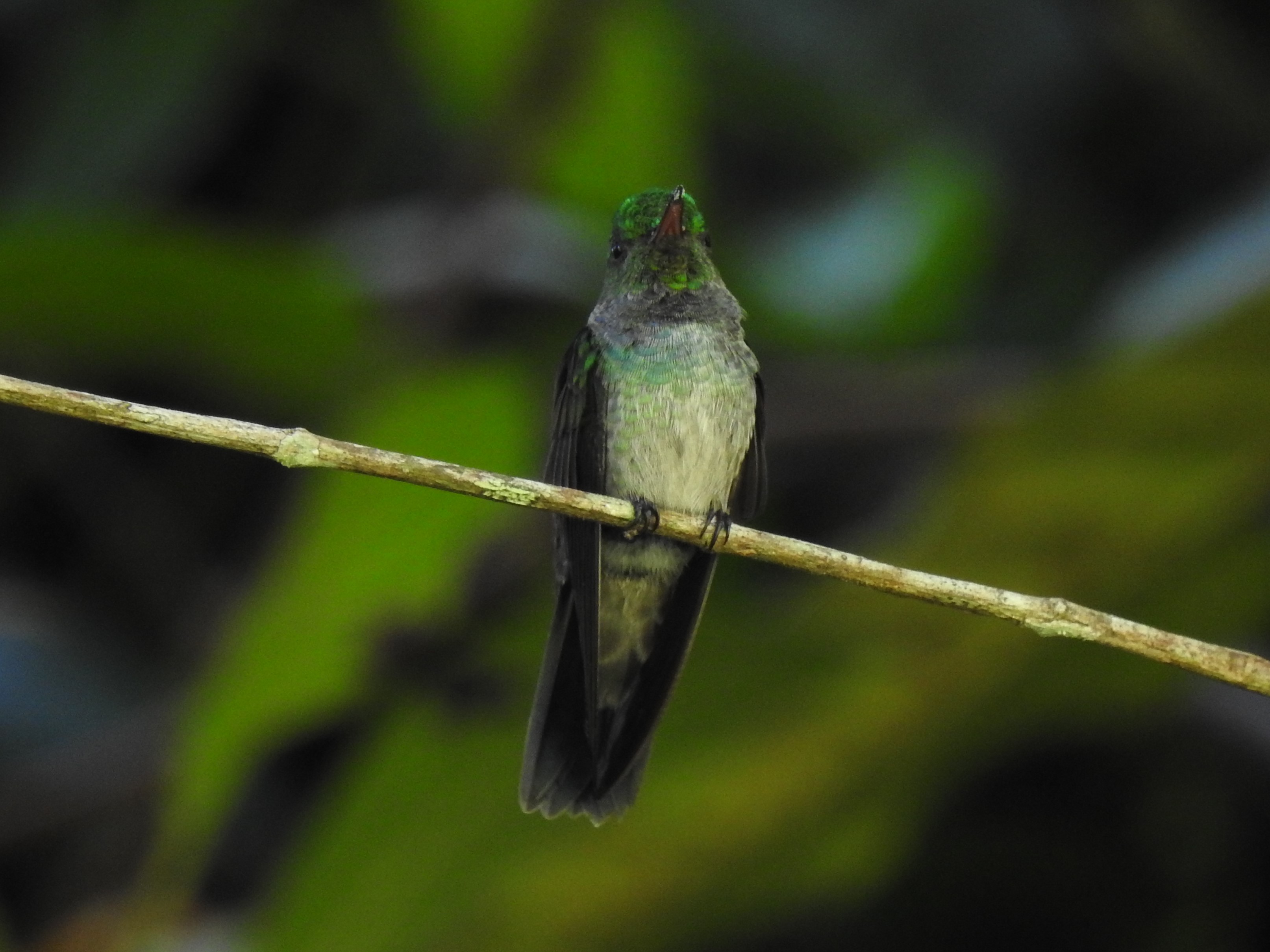 Finca Tres Equis: First photos of a Blue-chested Hummingbird for ...