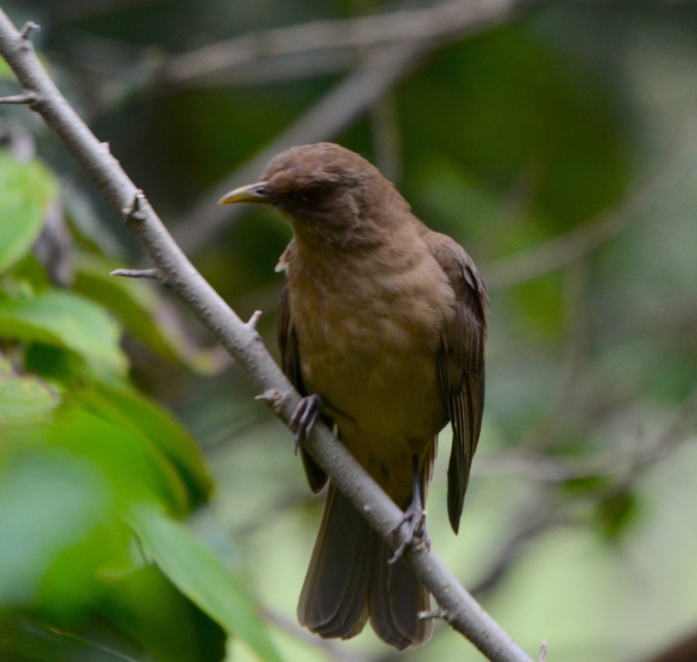 In a Costa Rican garden: Yigüirro – the national bird | Birds for Beer