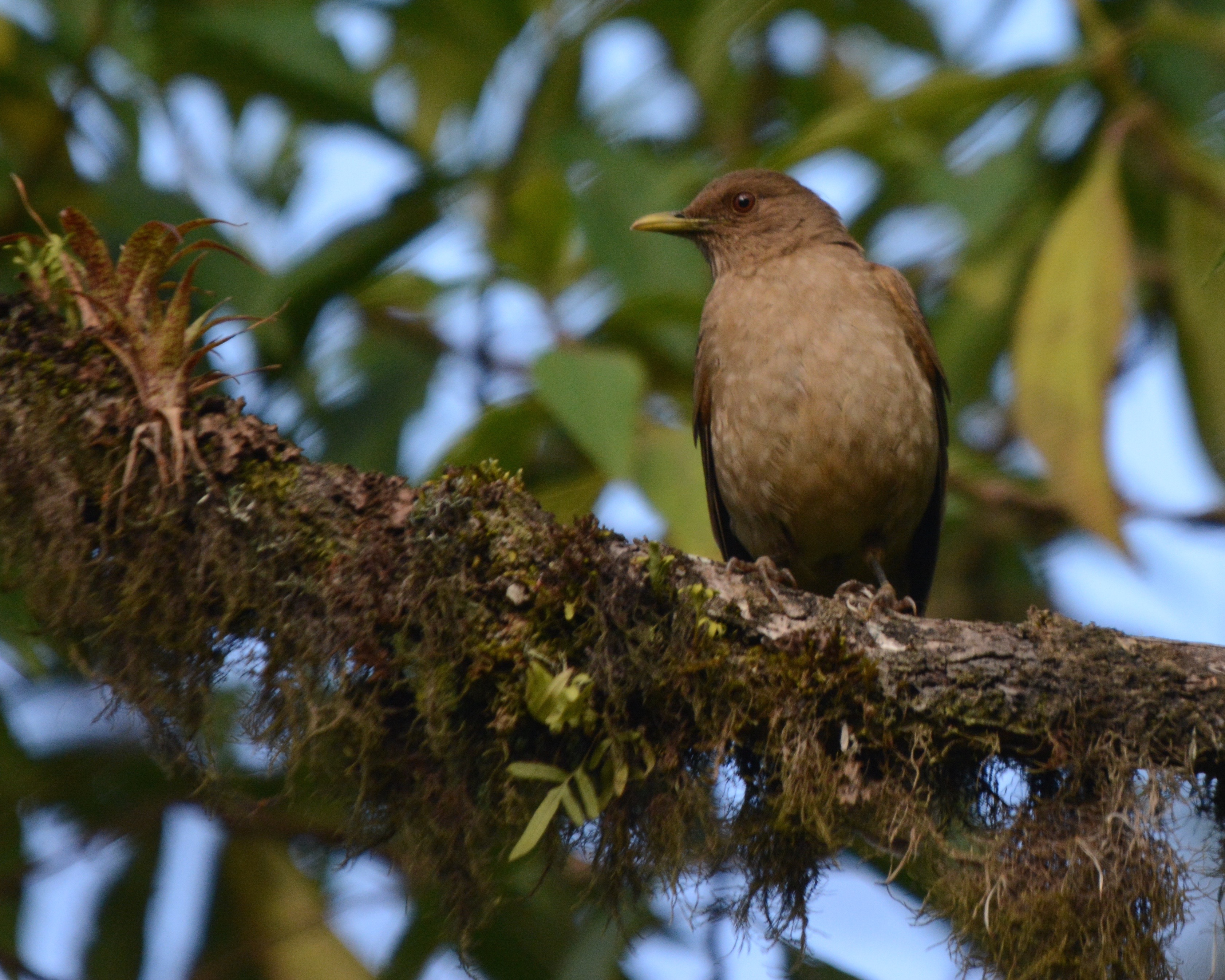 In a Costa Rican garden: Yigüirro – the national bird | Birds for Beer