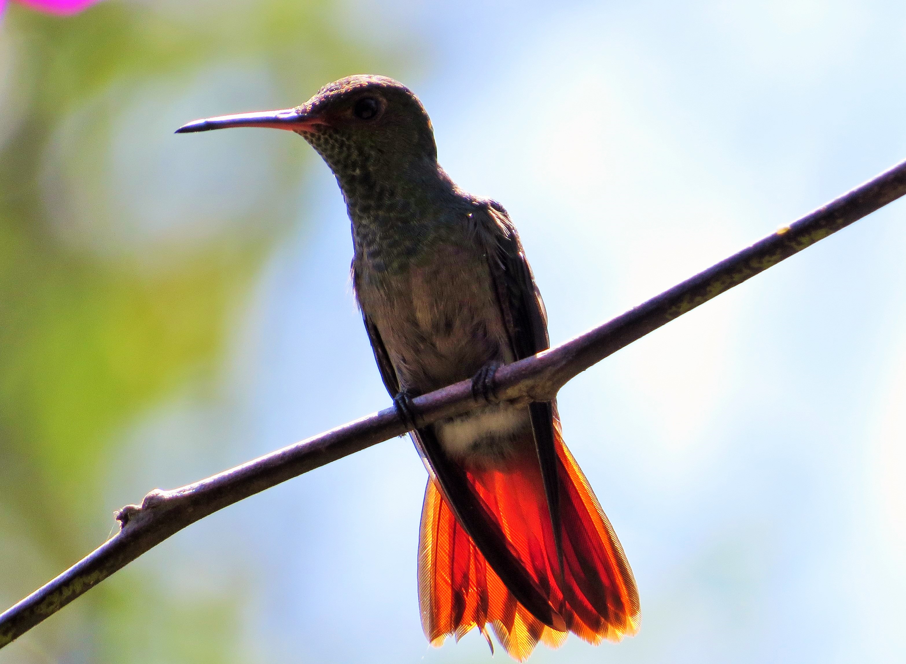 In a Costa Rican garden: Rufous-tailed Hummingbird | Birds for Beer