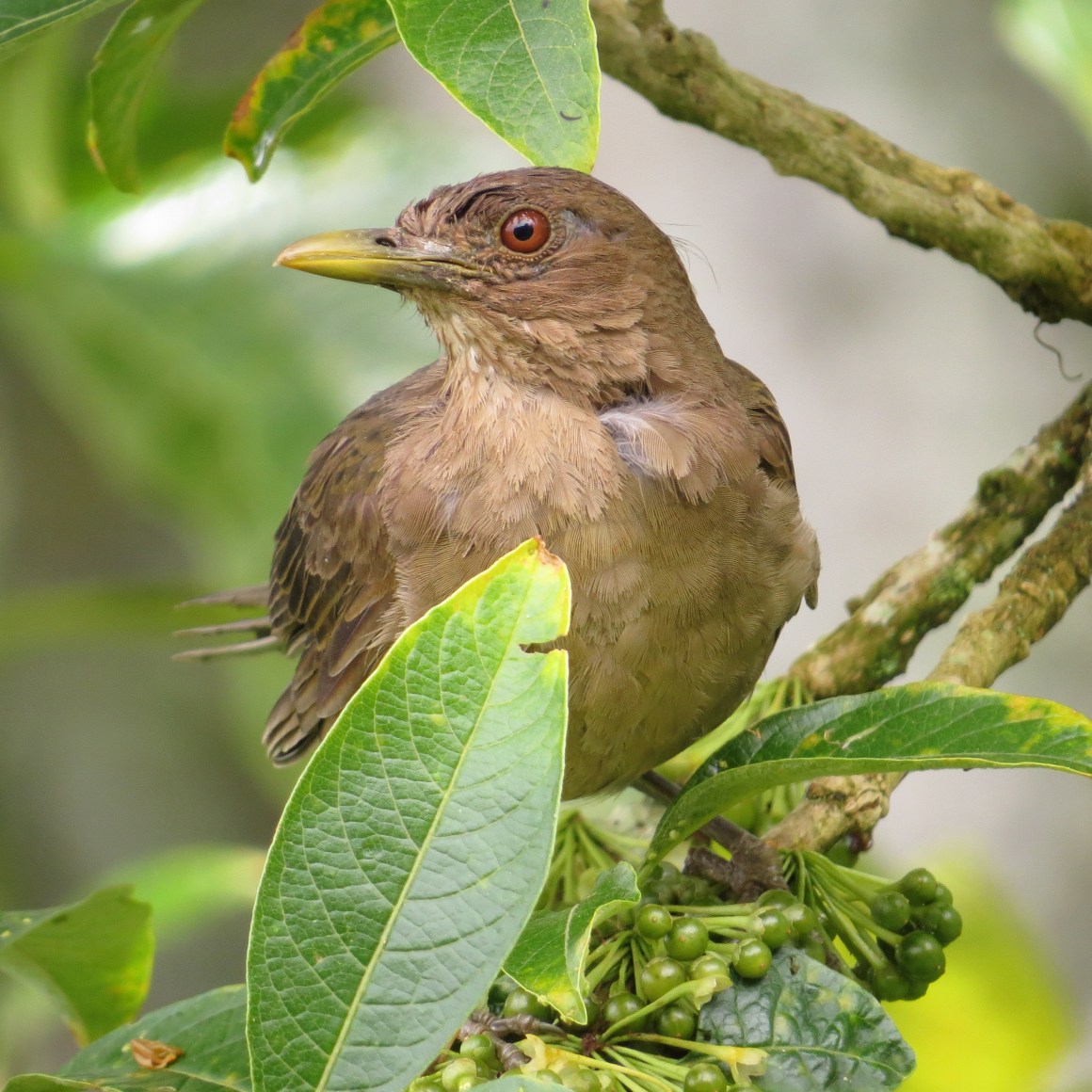 In a Costa Rican garden: Yigüirro – the national bird | Birds for Beer