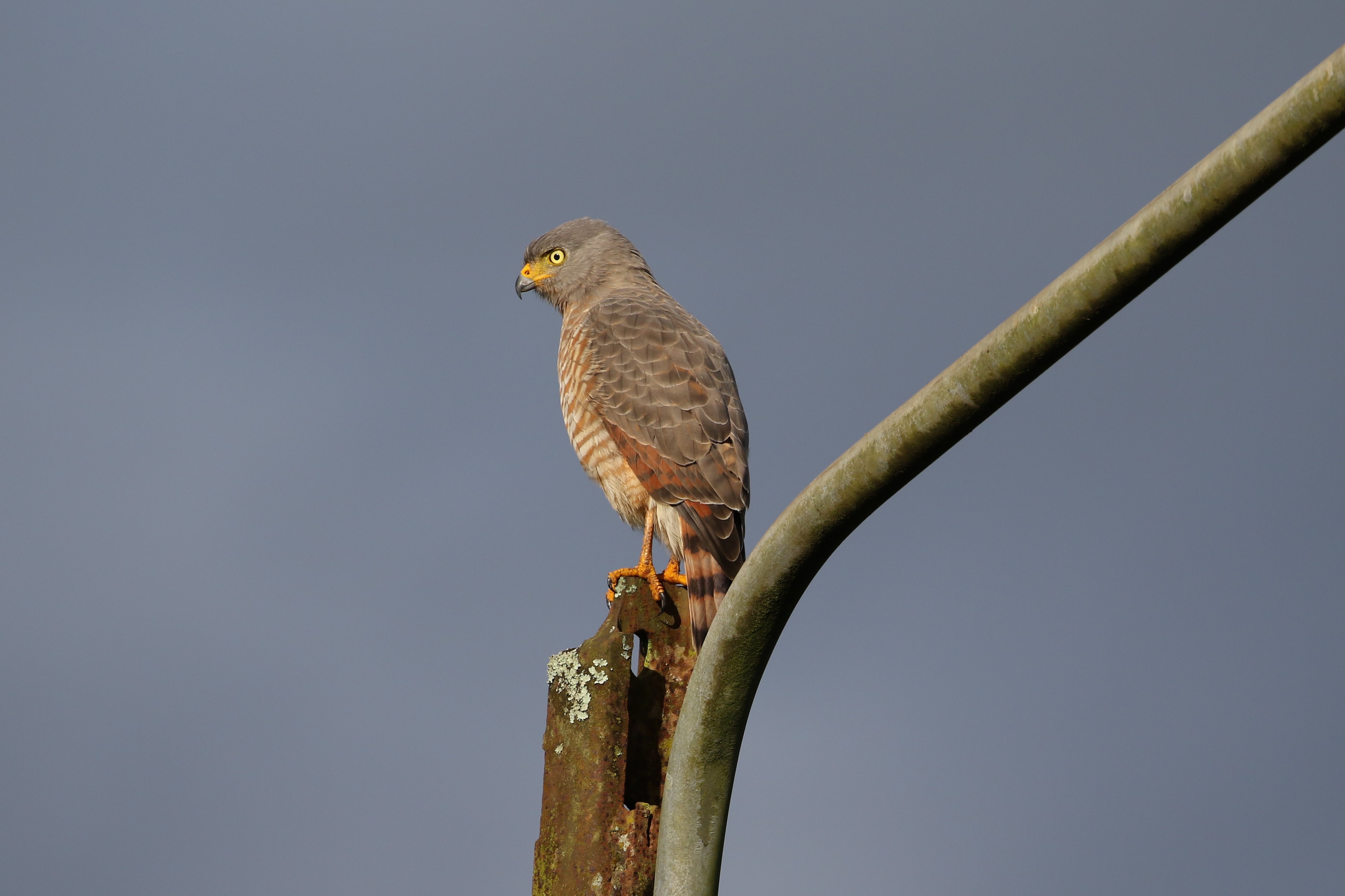 In a Costa Rican garden: Roadside Hawk | Birds for Beer