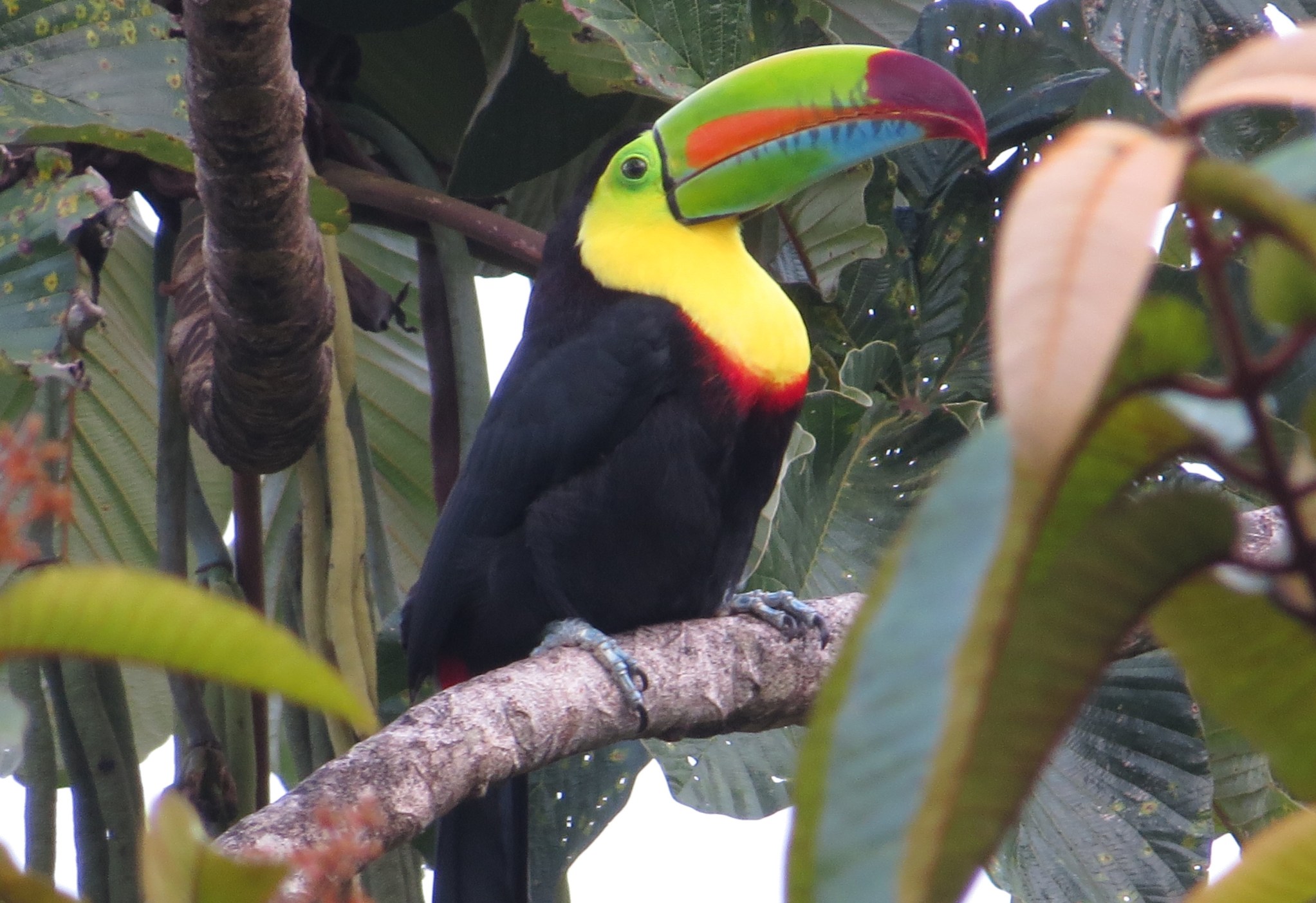 In my Costa Rican garden: Keel-billed Toucan | Birds for Beer