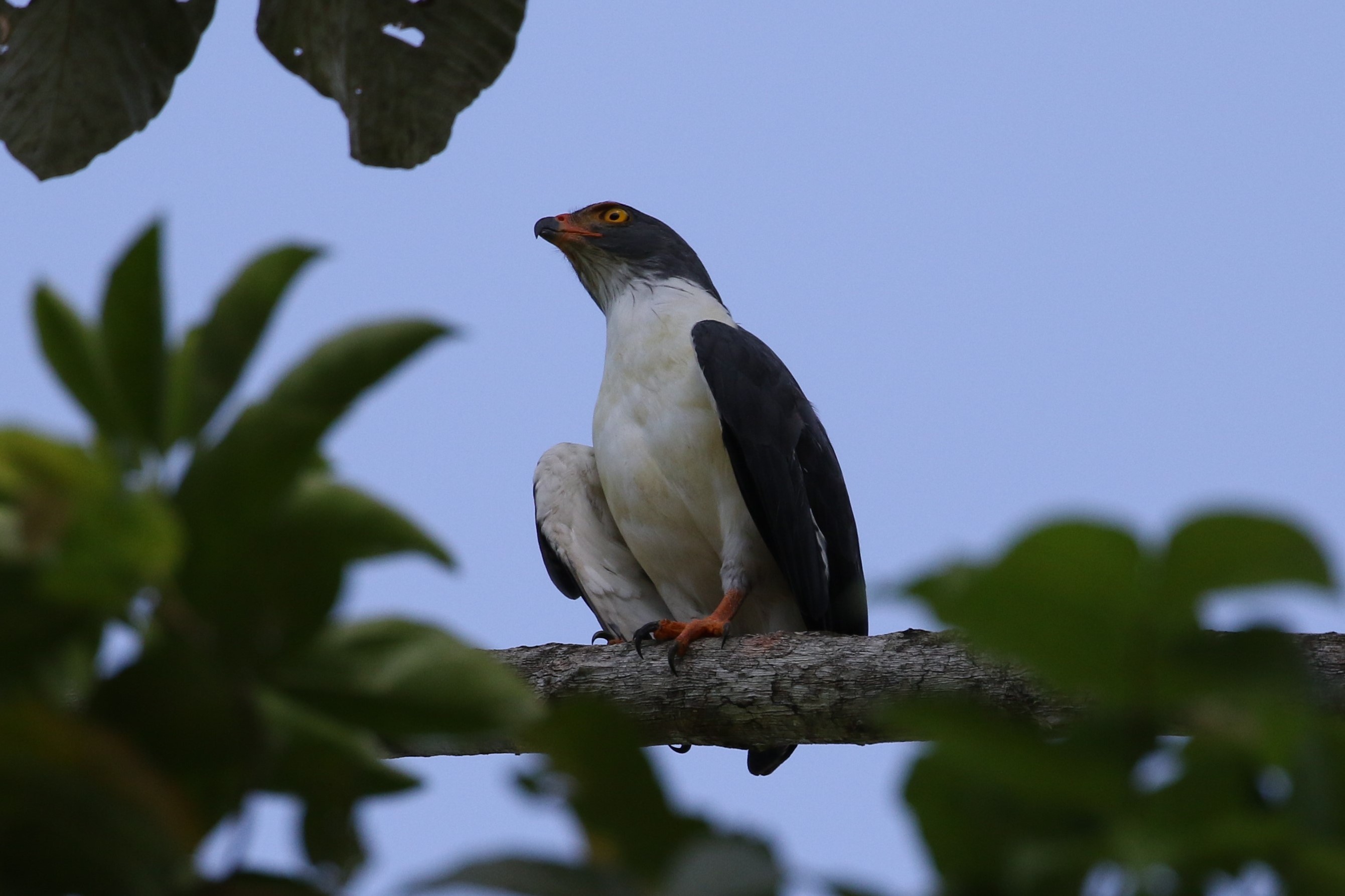 Semiplumbeous Hawk – a rare appearance in our area | Birds for Beer