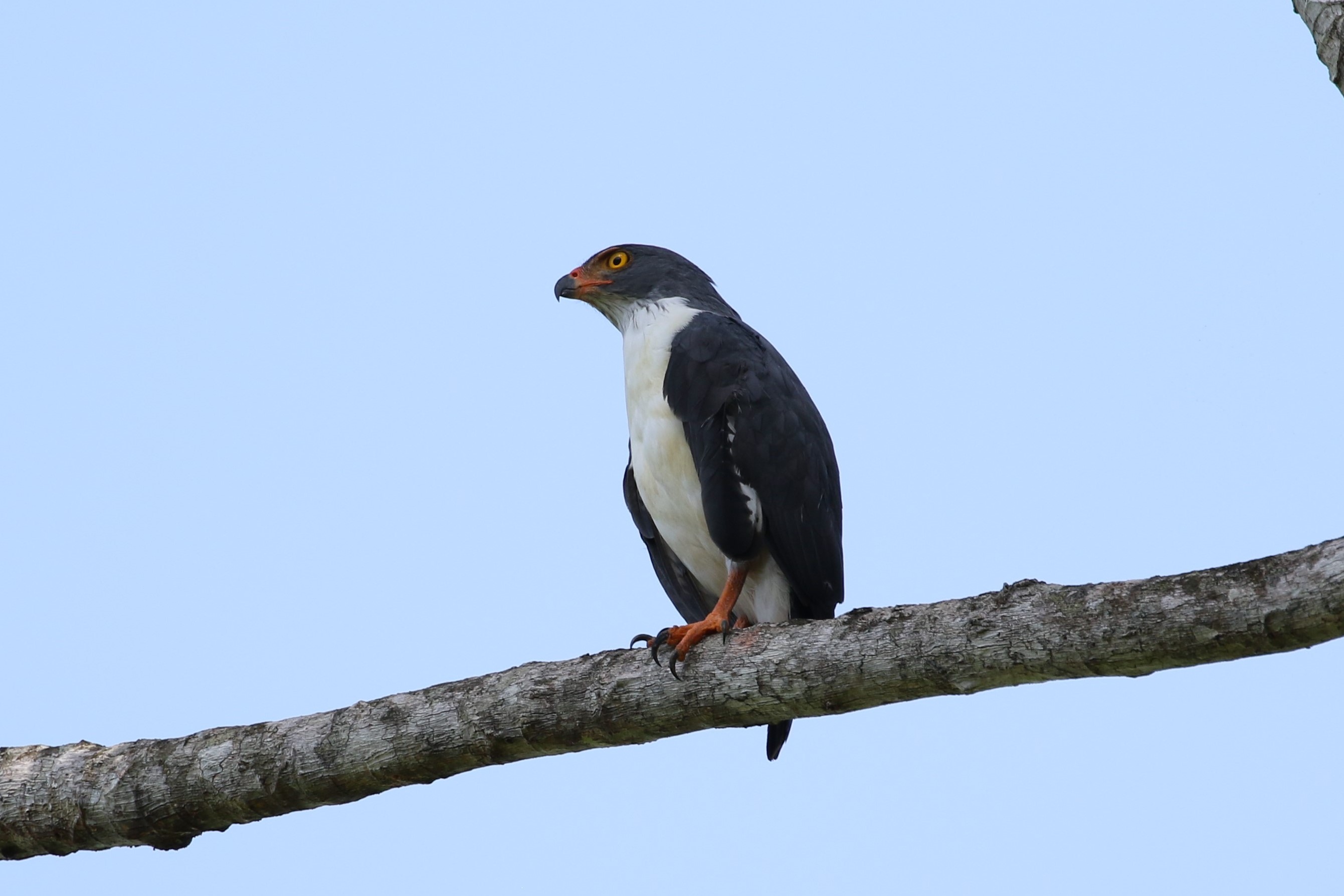 Semiplumbeous Hawk – a rare appearance in our area | Birds for Beer