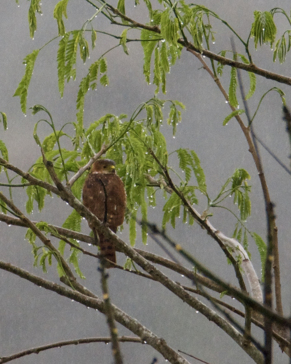 Tiny Hawk | Birds for Beer