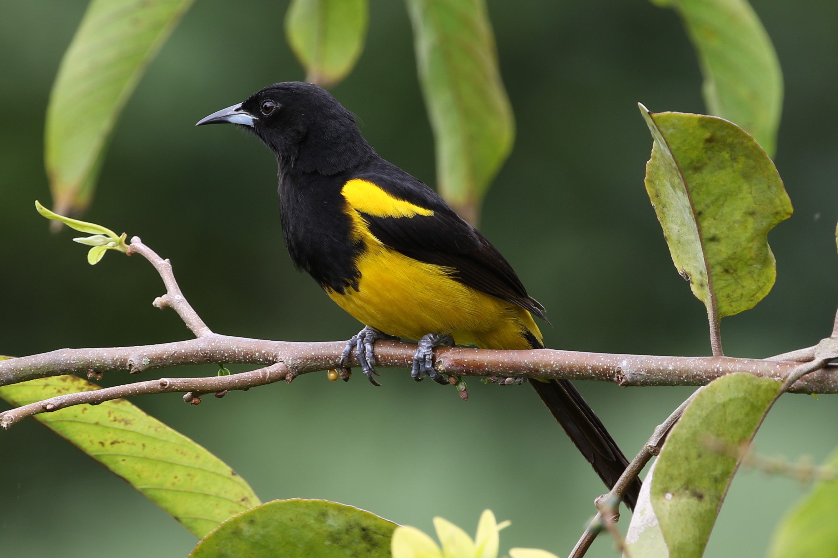 Black-cowled Oriole | Birds for Beer